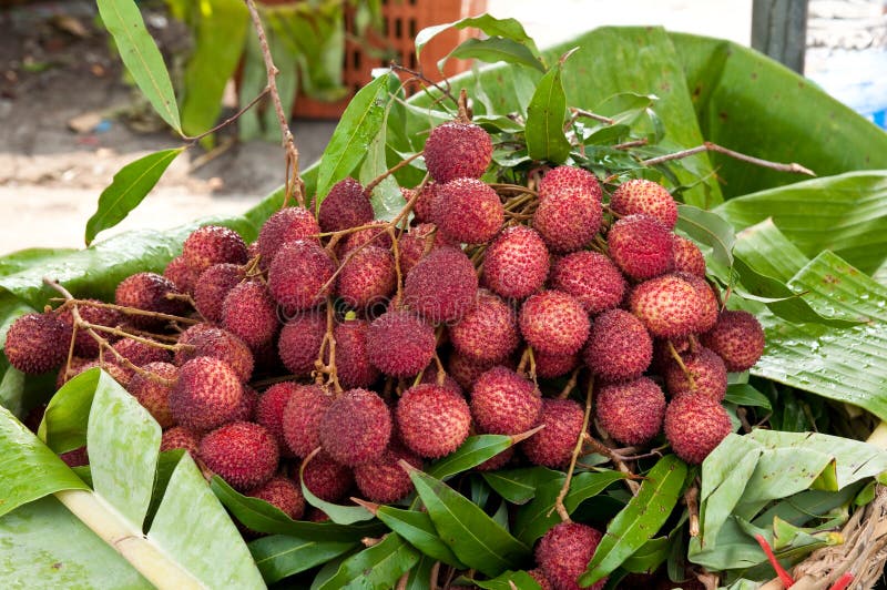 Lychee stock photo. Image of fruit, litchi, indonesia - 10248040
