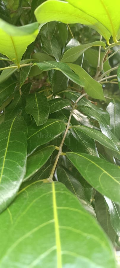 Litchi Leaves are Green and Fibrous Stock Image - Image of outdoor ...