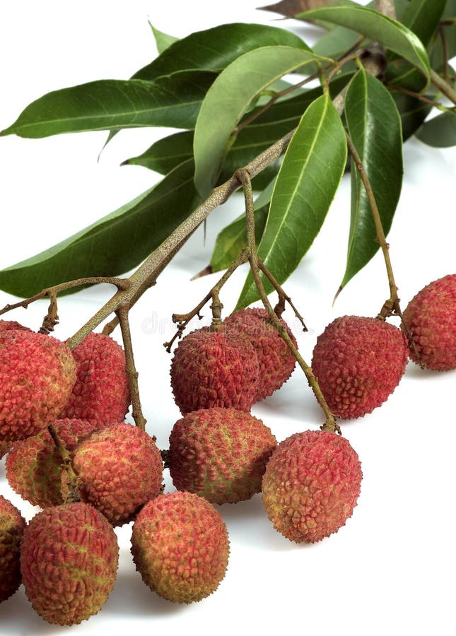 LITCHI or LITCHEE Litchi Sinensis AGAINST WHITE BACKGROUND Stock Photo ...