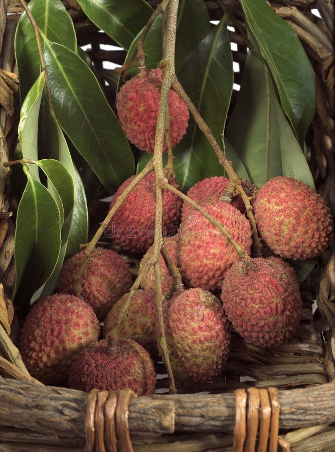 Litchi stock image. Image of indoor, indoors, full, food - 172734291