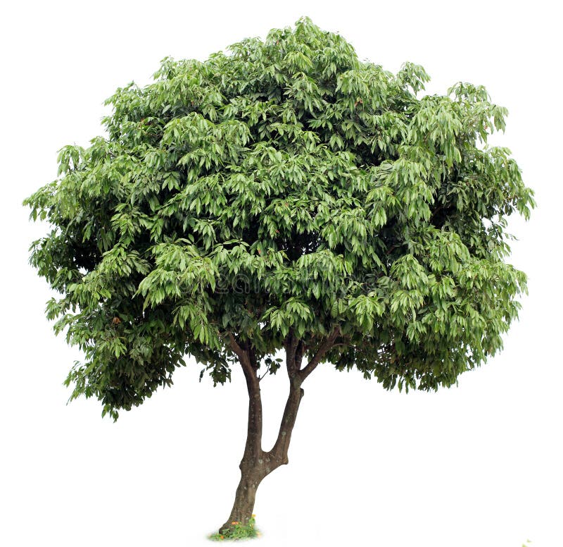 Litchi Tree stock image. Image of environment, life, tree - 28042415