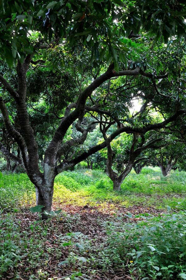 Litchi Trees and Fallen Colorful Leaves Stock Image - Image of green ...