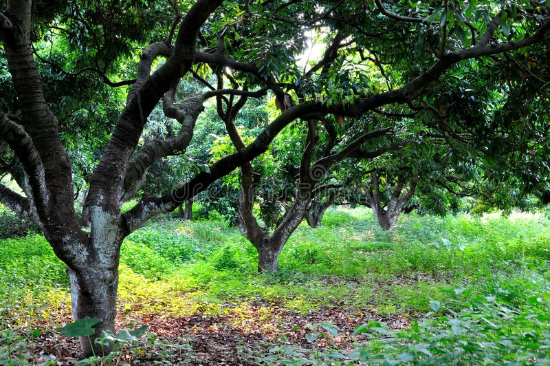Litchi Trees and Fallen Leaves Stock Image - Image of trunk, shine ...
