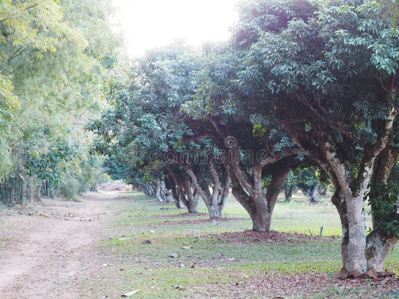 Litchi Trees in the Farm. Lychee Orchard Stock Photo - Image of ...
