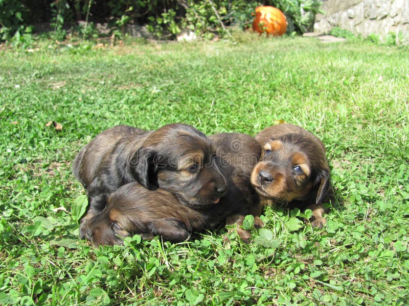 Lite Valpar Av En Tax Med Kvinnlign Arkivfoto - Bild av taxar, husdjur ...