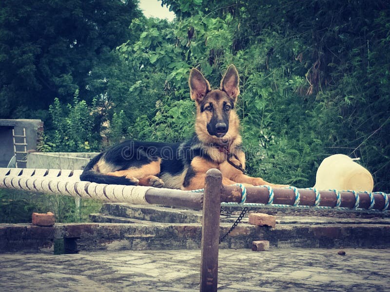 A litel dog stock image. Image of kartik313a, kartik313 - 324181851