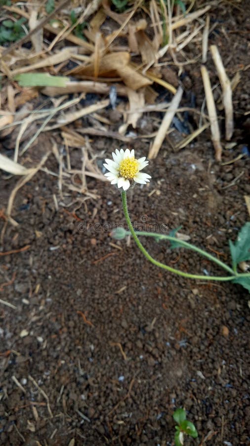 Litel Flower Stock Photos - Free & Royalty-Free Stock Photos from ...