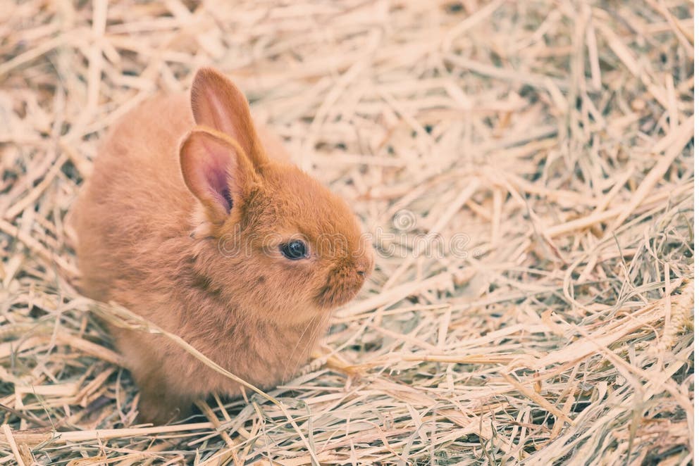 Liten brun kanin fotografering för bildbyråer. Bild av angus - 116131505