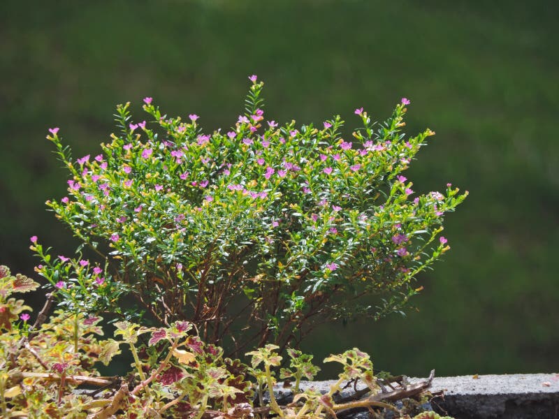 Liten Buske Arkivfoto - Bild: 66685185