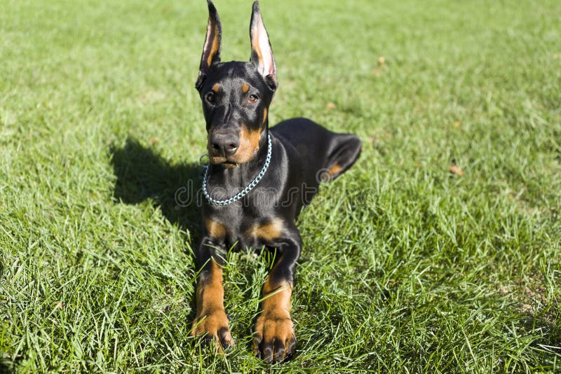 Liten dobermann arkivfoto. Bild av doberman, valp, förtjusande - 26245812