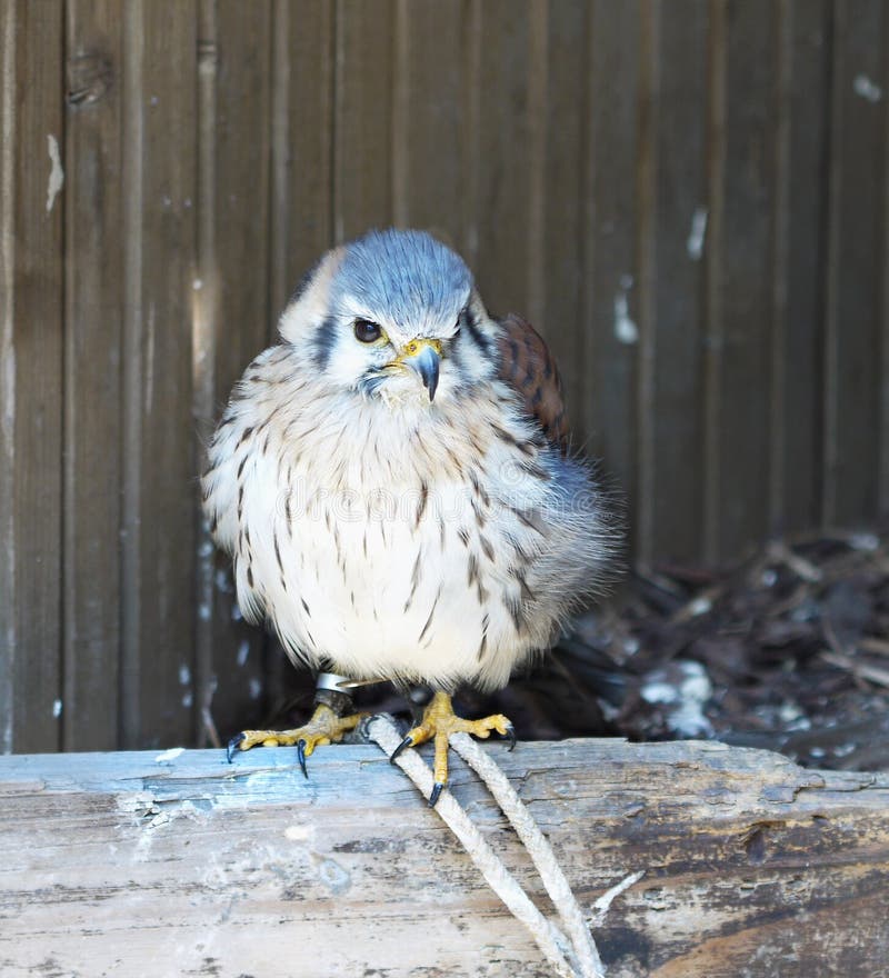 Liten falk, fågel arkivfoto. Bild av fjädrar, falsk, rovdjur - 57312778