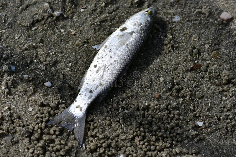 Liten fisk ut ur vattnet arkivfoto. Bild av sand, vatten - 117520260