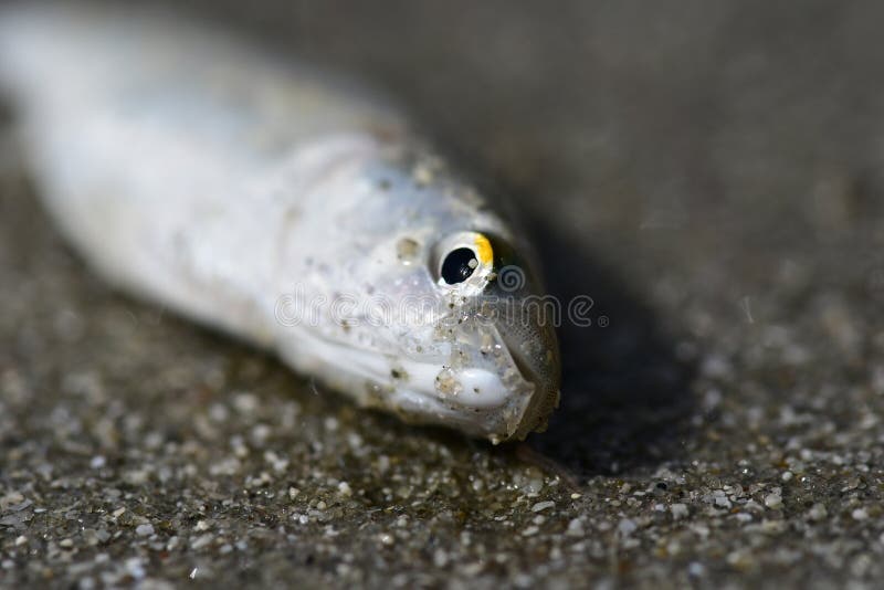 Liten fisk ut ur vattnet arkivfoto. Bild av sand, vatten - 117520260