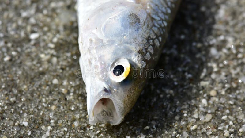 Liten fisk ut ur vattnet arkivfoto. Bild av sand, vatten - 117520260