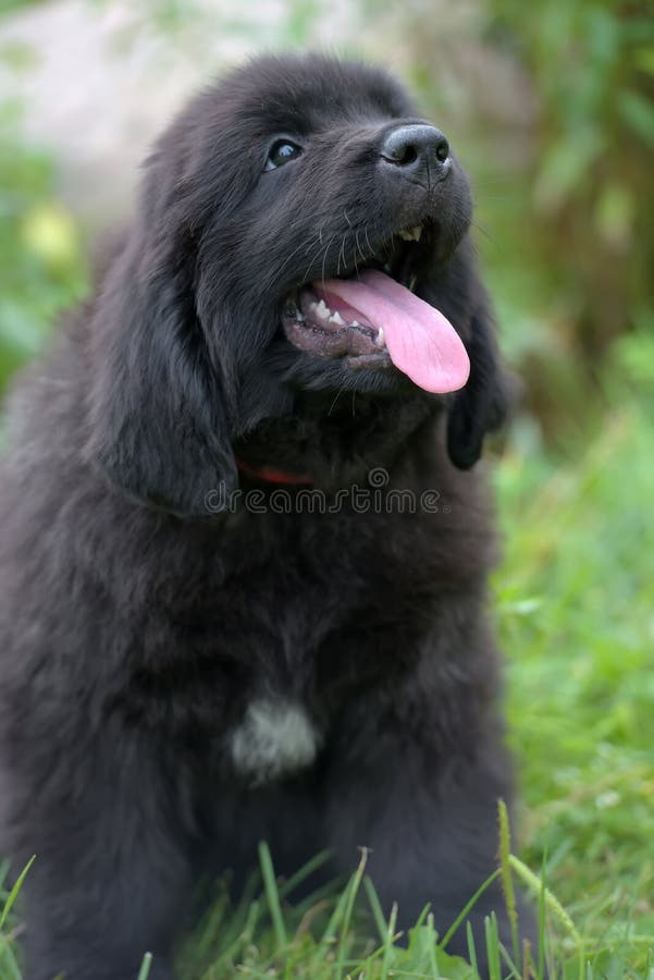 Gullig Newfoundland valp fotografering för bildbyråer. Bild av ...
