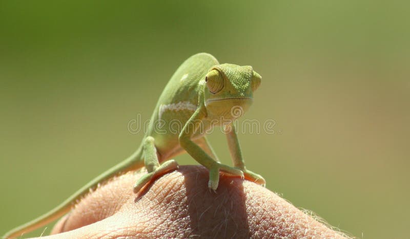 Liten kameleont fotografering för bildbyråer. Bild av stängning - 8342903