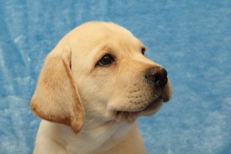 Liten labrador valp fotografering för bildbyråer. Bild av stamträd ...