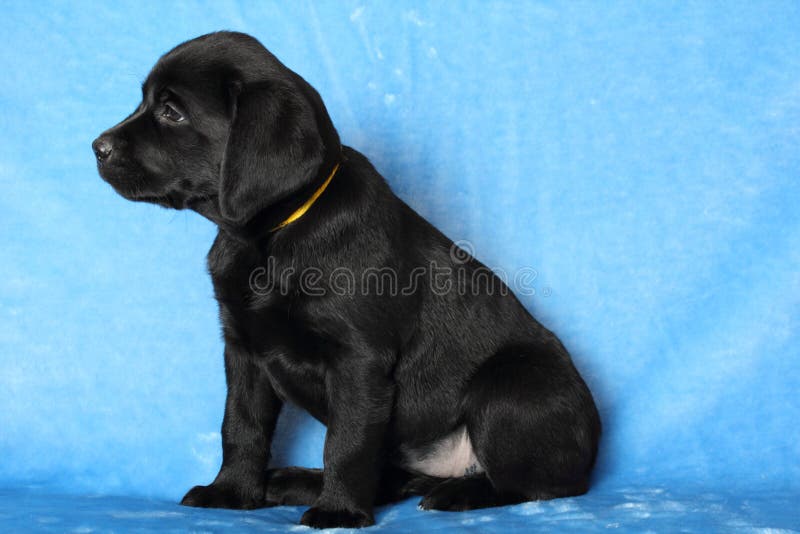 Liten labrador valp fotografering för bildbyråer. Bild av stamträd ...