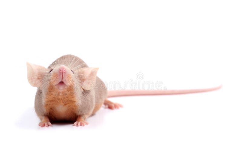 Liten mus arkivfoto. Bild av gulligt, vitt, äta, möss - 11576026