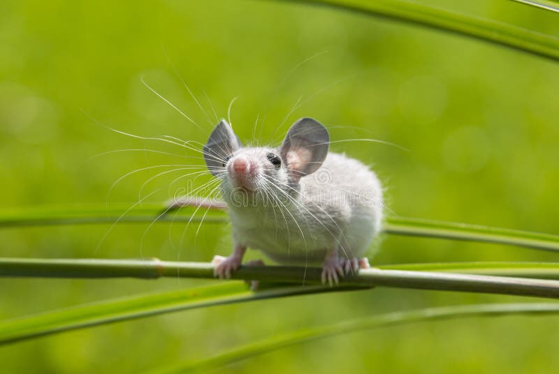 Liten mus arkivfoto. Bild av gulligt, vitt, äta, möss - 11576026