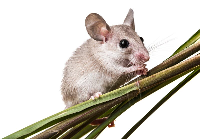 Liten mus arkivfoto. Bild av tjalla, blygt, sjukdomar - 37479638