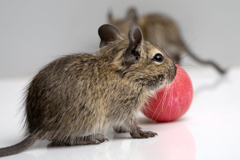 Liten degu arkivfoto. Bild av tafsa, gnagare, medf8ort - 66674282