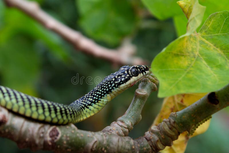 En Liten Orm I Konkreta Damm Arkivfoto - Bild av kobra, angus: 120938996