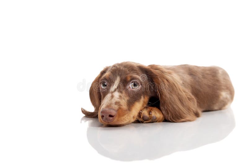 Liten taxhund fotografering för bildbyråer. Bild av älskvärt - 87293913