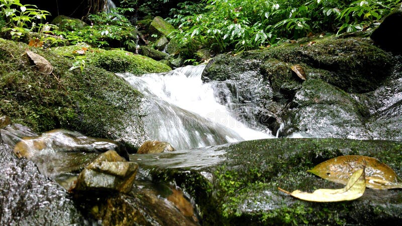 Liten vik i djungeln arkivfoto. Bild av vatten, minne - 123097426