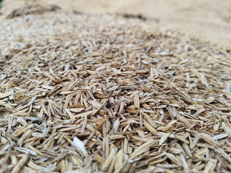 Rice husk for fertilizer stock image. Image of ground - 279151781
