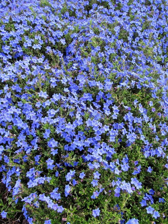 Lithodora Diffusa Blue Flowers Background Stock Image - Image of ...