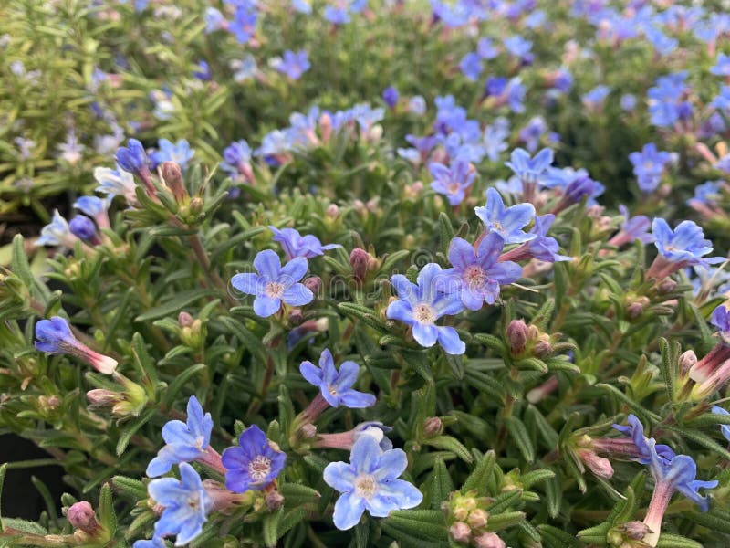 Lithodora Heavenly Blue Flowers, Perspective Focus Stock Image - Image ...