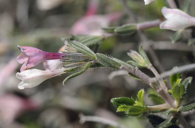 Lithodora Hispidula Stock Photos - Free & Royalty-Free Stock Photos ...