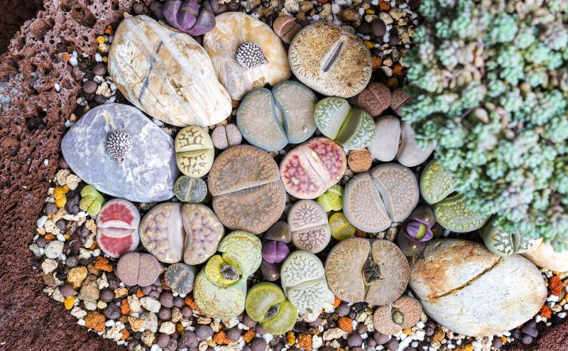 Lithops Het Leven Steen, Cactus Stock Foto - Image of kleur, klein ...
