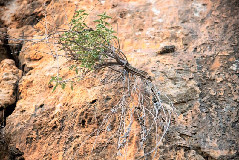 Lithophyte Bush Stock Photos - Free & Royalty-Free Stock Photos from ...