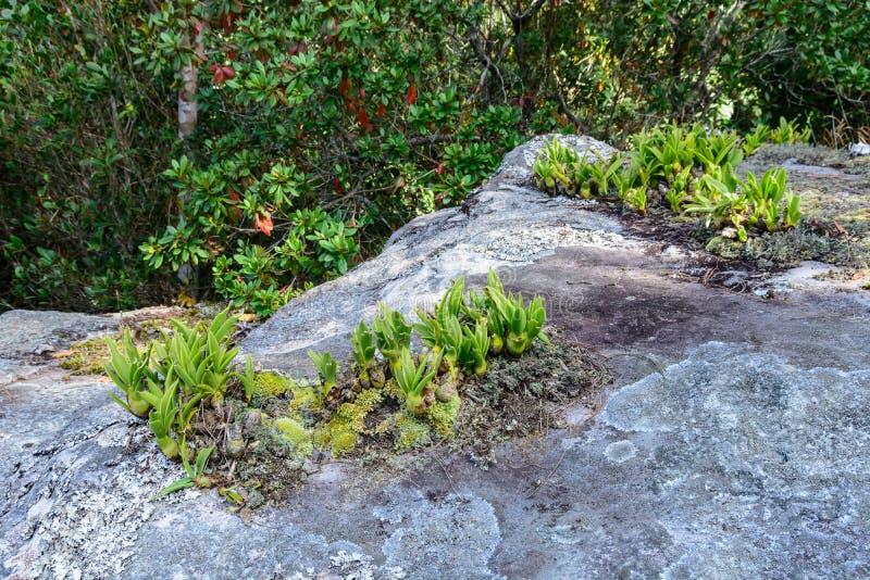 Lithophytic orchids. stock image. Image of rock, beautiful - 86556933