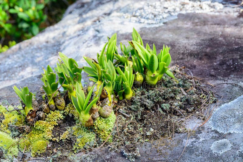 Lithophytic orchids. stock image. Image of summer, stone - 85834987