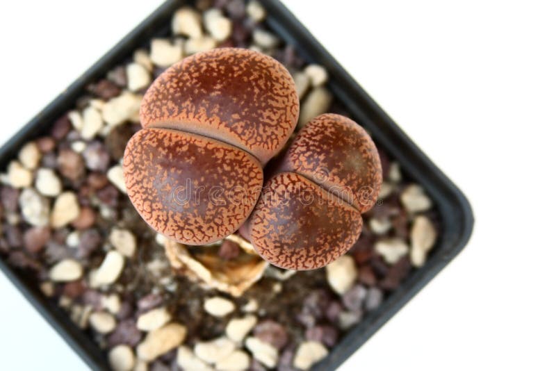 Lithops de Brown imagem de stock. Imagem de afiado, suculento - 10655787
