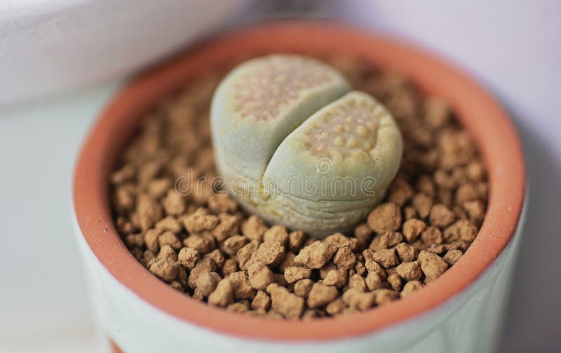 Lithops, Genus of Succulent Plants Stock Image - Image of pebble ...