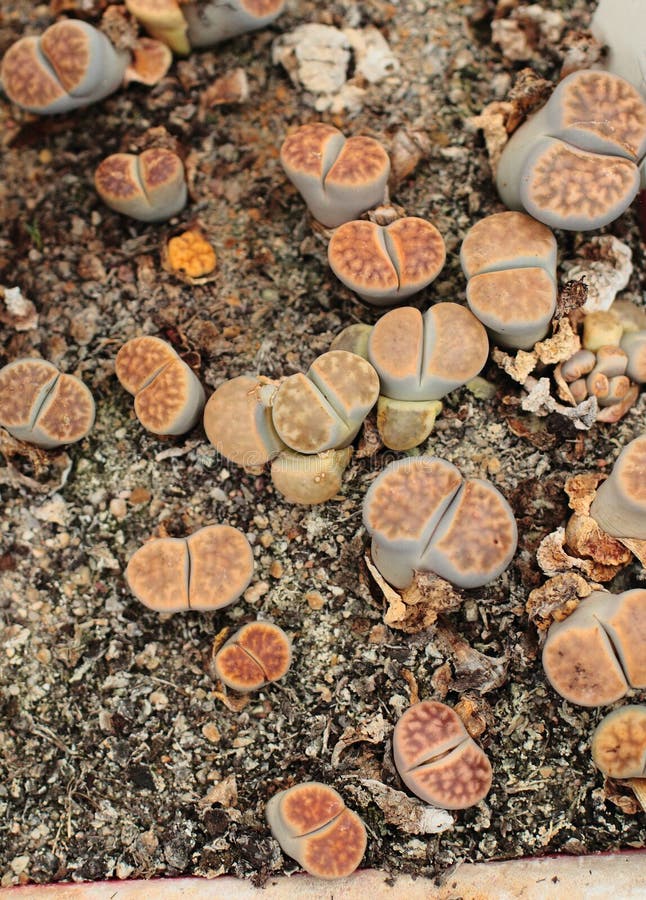 Lithops stock image. Image of order, house, macro, family - 2509439