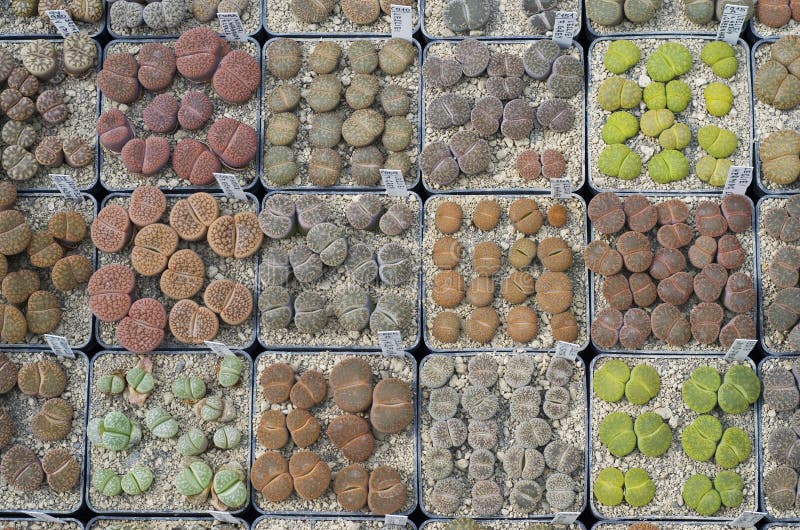 Lithops - living stones stock image. Image of plants - 258905867