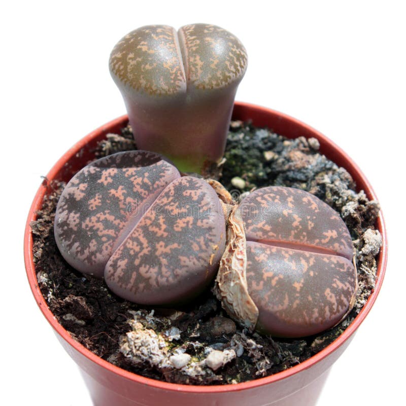 Piedras vivas imagen de archivo. Imagen de plantas, anaranjado - 40957259