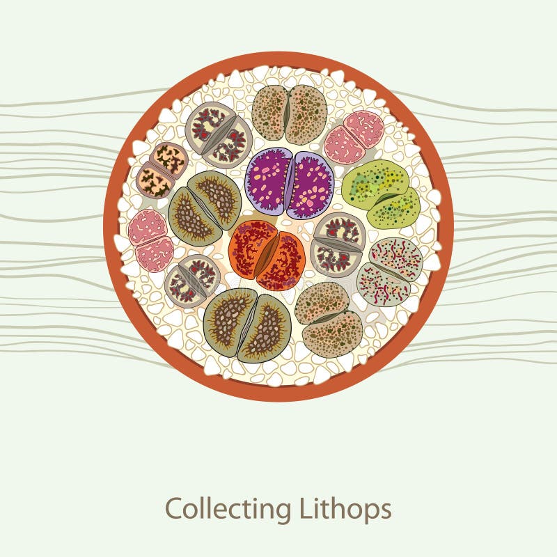 Lithops Succulent Stock Illustrations – 93 Lithops Succulent Stock ...