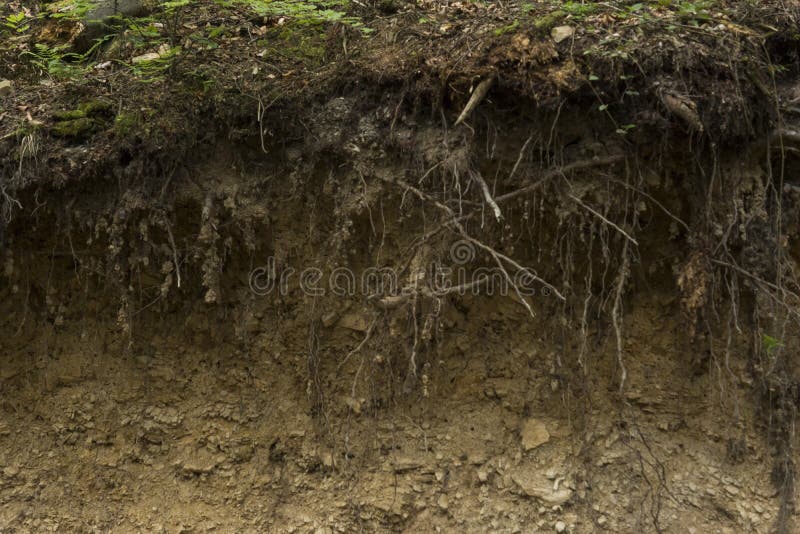 Lithosol soil stock photo. Image of lithosol, stone - 222426332