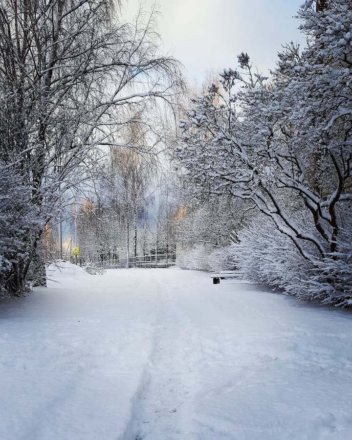 Lithuania stock photo. Image of woodland, snow, morning - 91324574