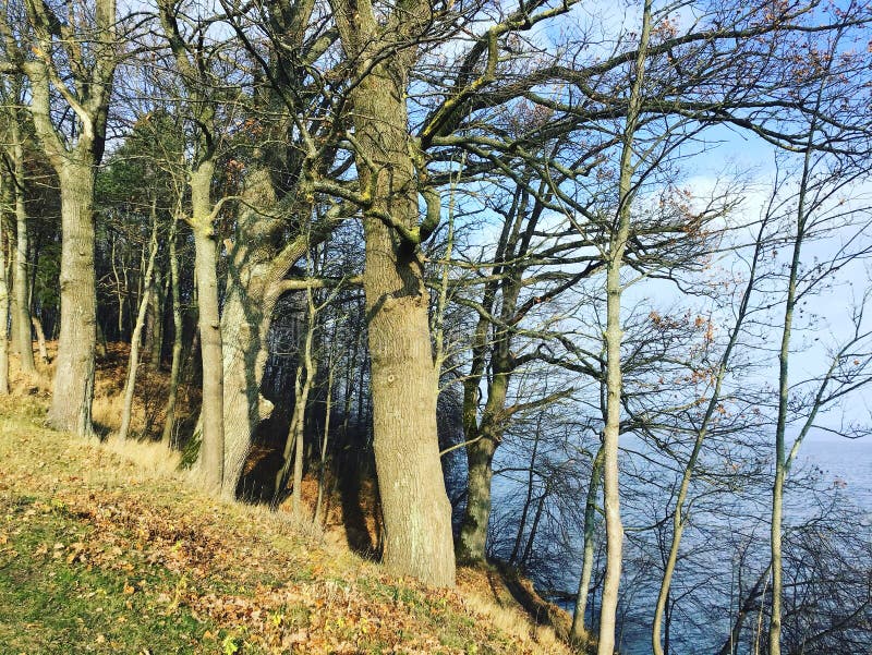 Oak trees. Autumn stock photo. Image of nature, november - 164646370