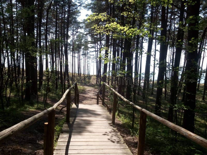 Lithuania nature 2019 stock photo. Image of flower, sunlight - 214419020