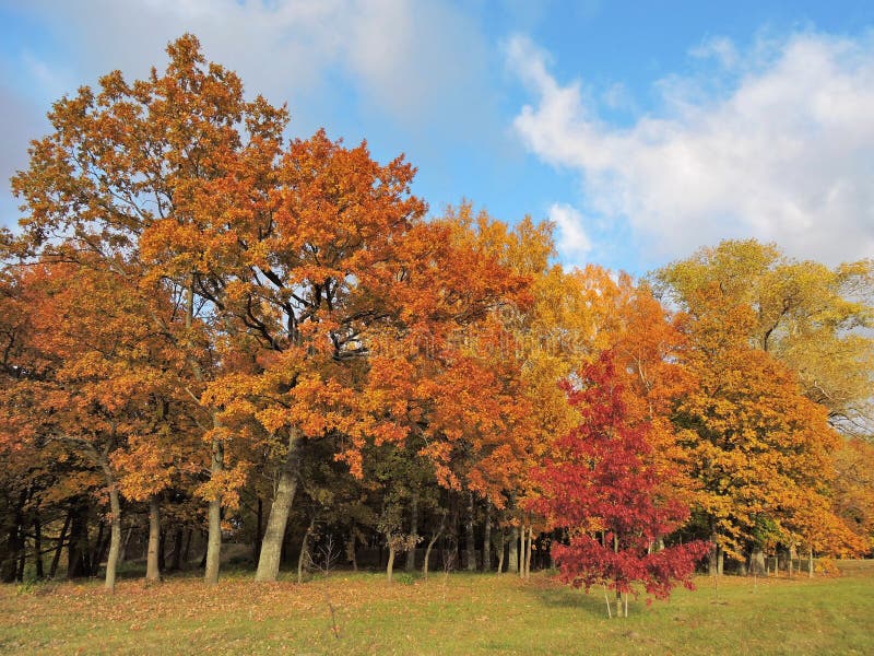 Lithuanian Autumn Landscape Stock Image - Image of branch, foliage ...