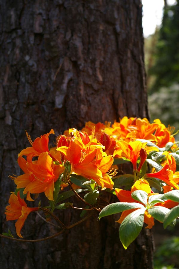 Lithuanian flower stock photo. Image of tree, lithuanian - 117580740