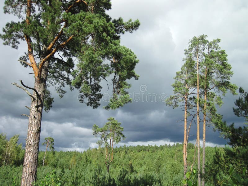 Lithuanian forest stock photo. Image of beautiful, pine - 76579556